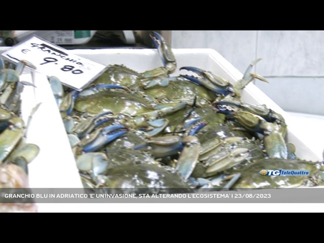 TRIESTE | GRANCHIO BLU IN ADRIATICO 'E' UN'INVASIONE, STA ALTERANDO L ...